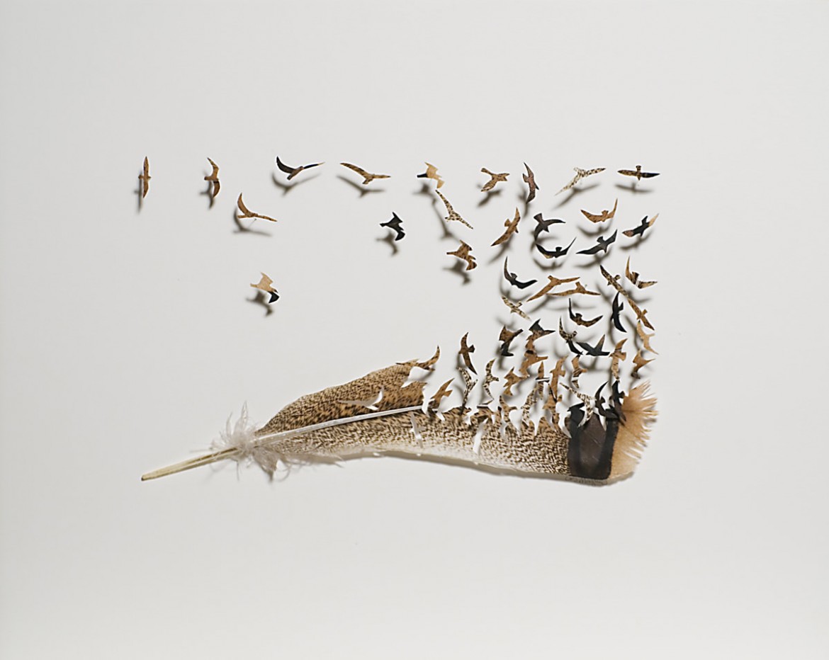 Featherfolio by Chris Maynard - Design Father
