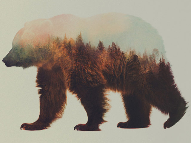Double Exposure Animal Portraits by Andreas Lie - Design Father