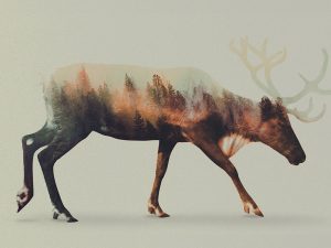 Double Exposure Animal Portraits by Andreas Lie - Design Father